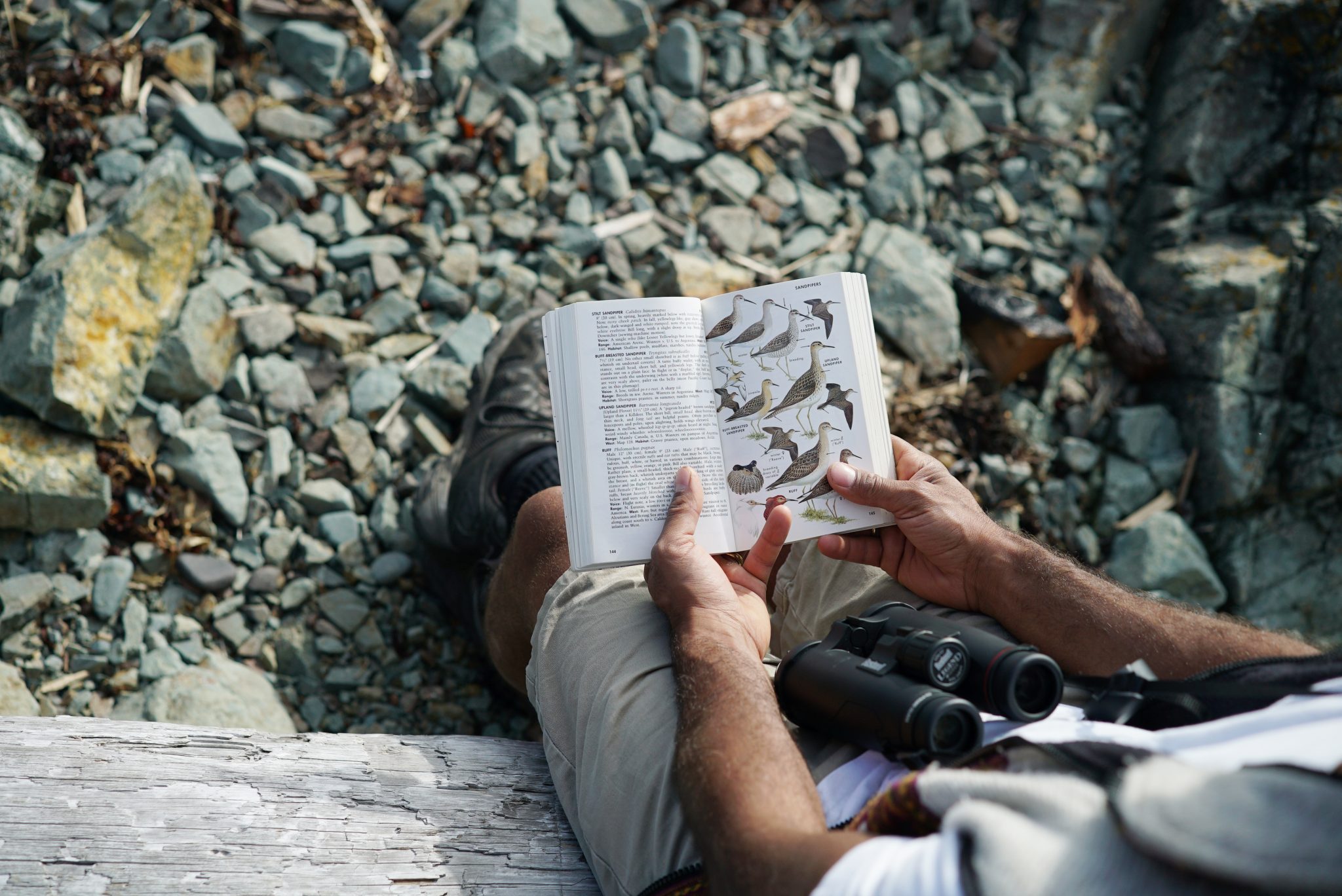 Birding 101: What is Birding? - The BC Bird Trail
