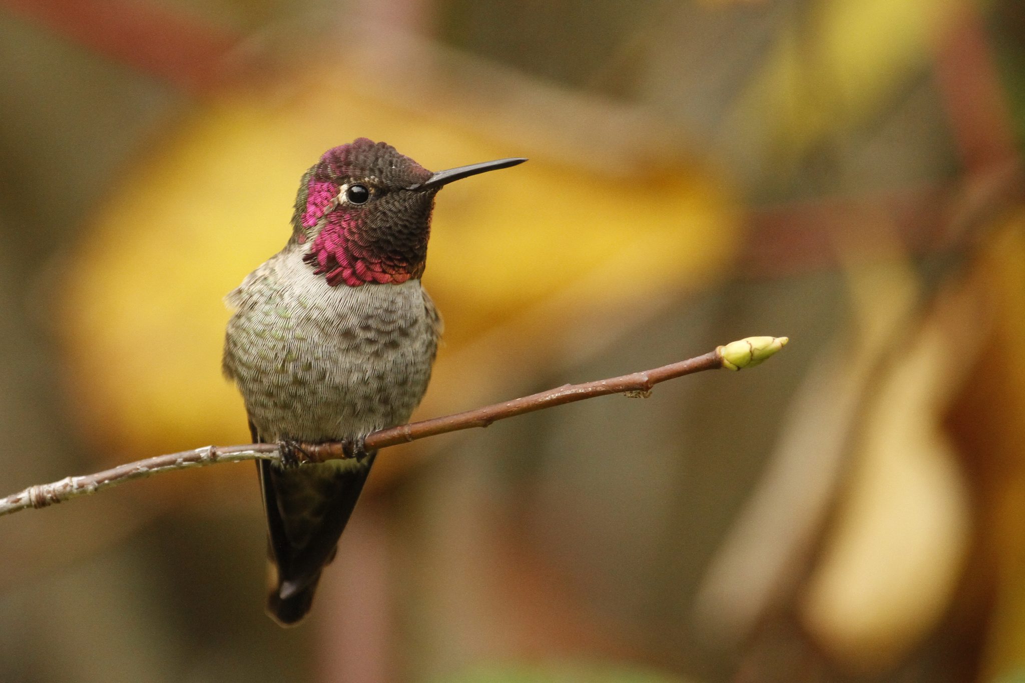 Birding 101: Essential Apps - The BC Bird Trail