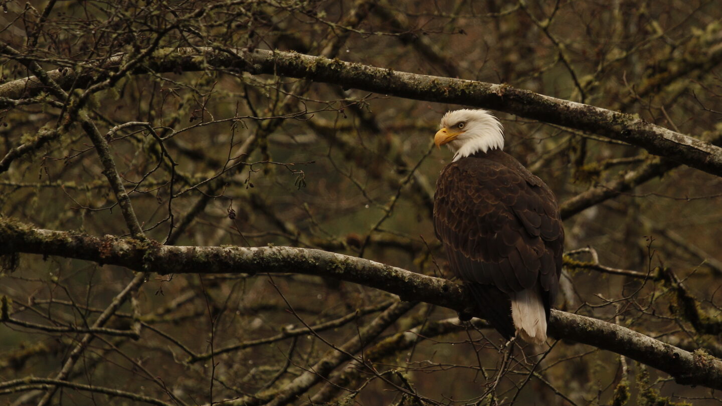 Exploring the Langford Bird Trail Outpost - The BC Bird Trail