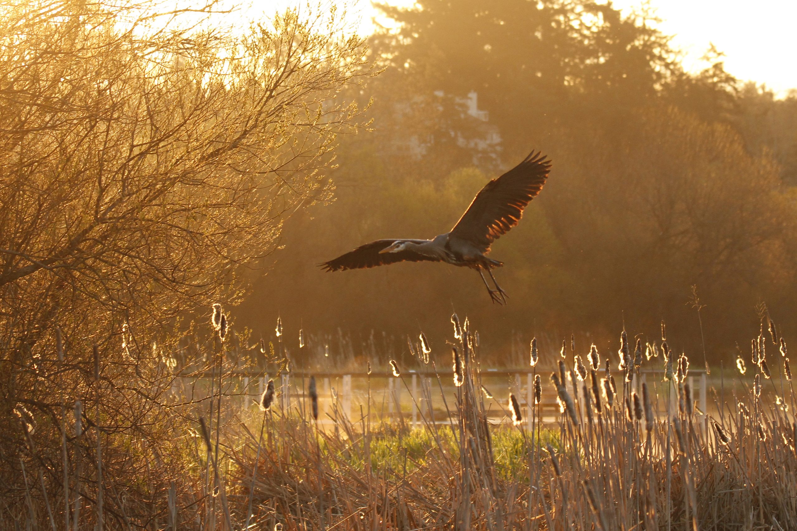 About the Project - The BC Bird Trail - Look Up, Stay Grounded