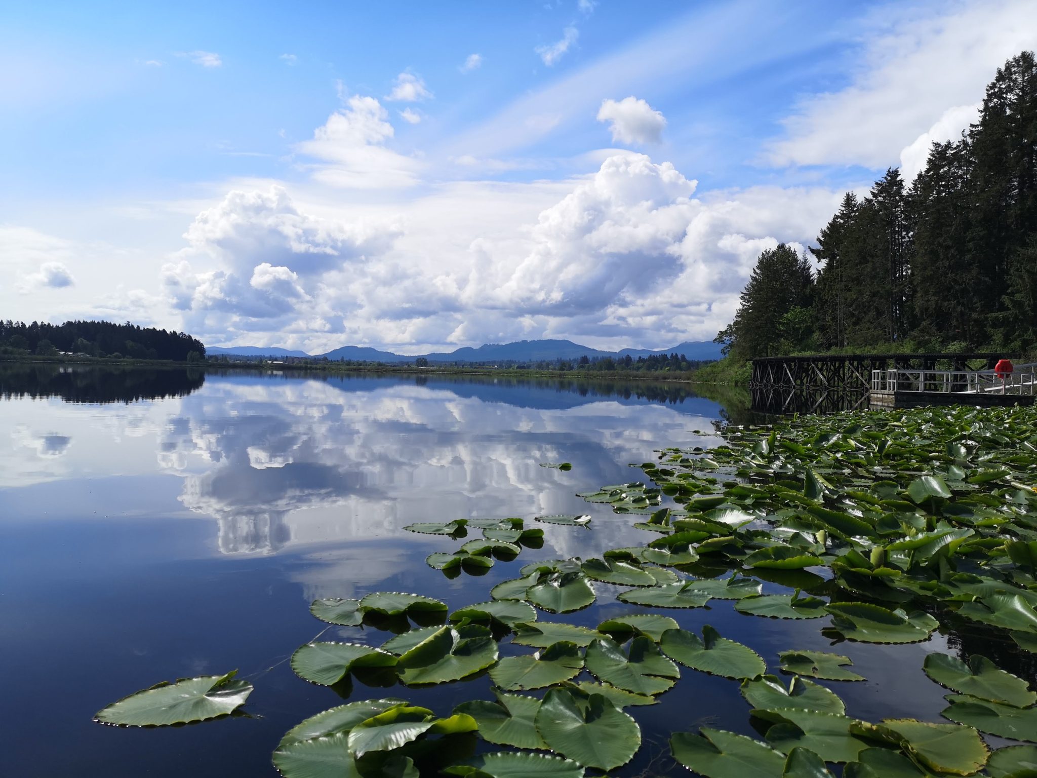 9 BC Birds to See This Summer - The BC Bird Trail