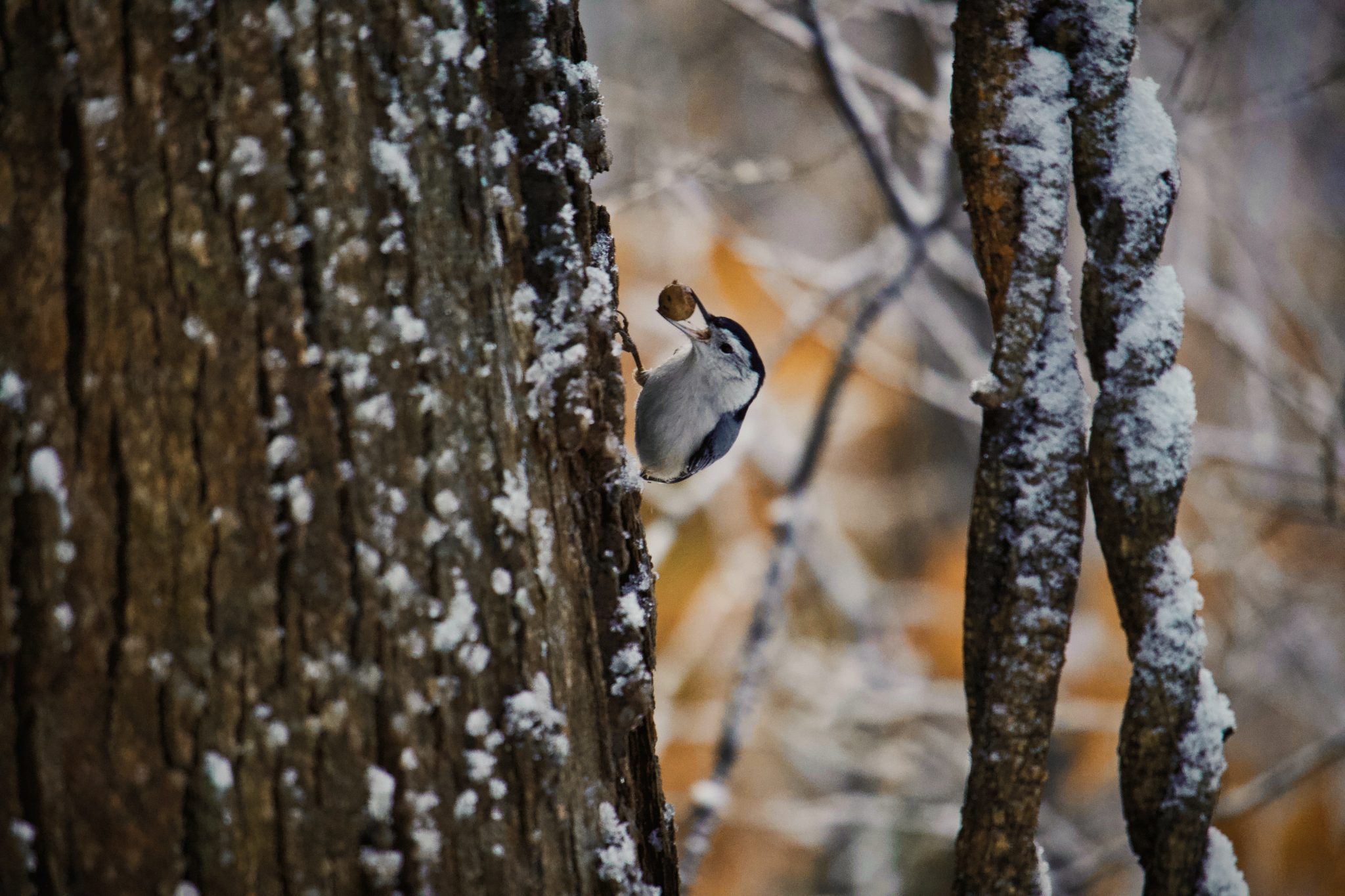 The BC Bird Trail - Look Up, Stay Grounded