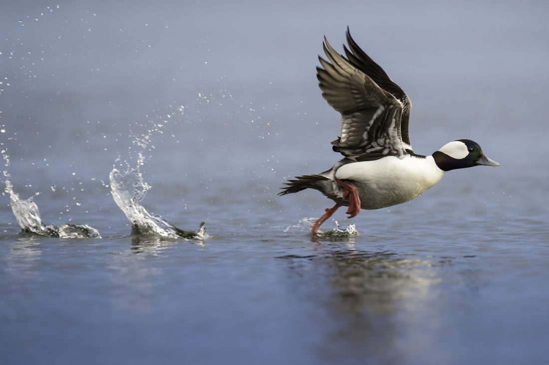 Winter Birding in BC - The BC Bird Trail