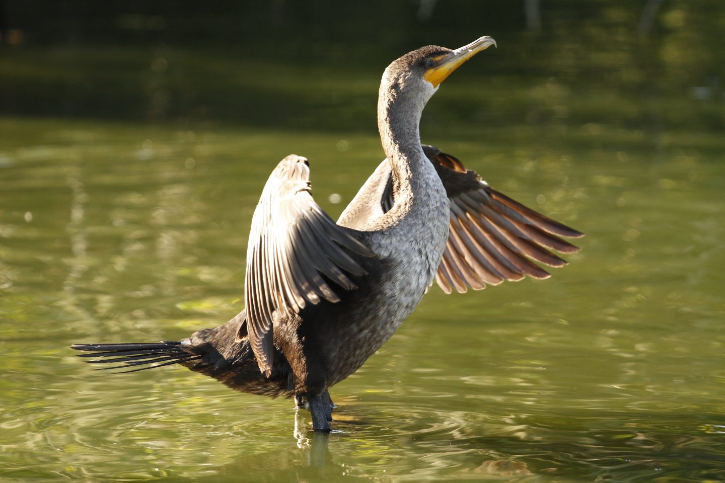 Winter Birding in BC - The BC Bird Trail