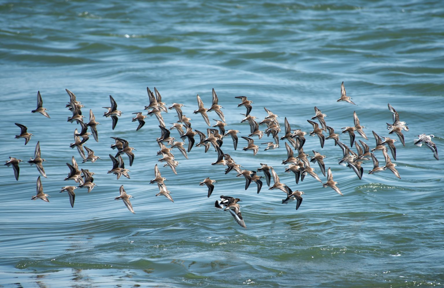 The BC Bird Trail - Look Up, Stay Grounded