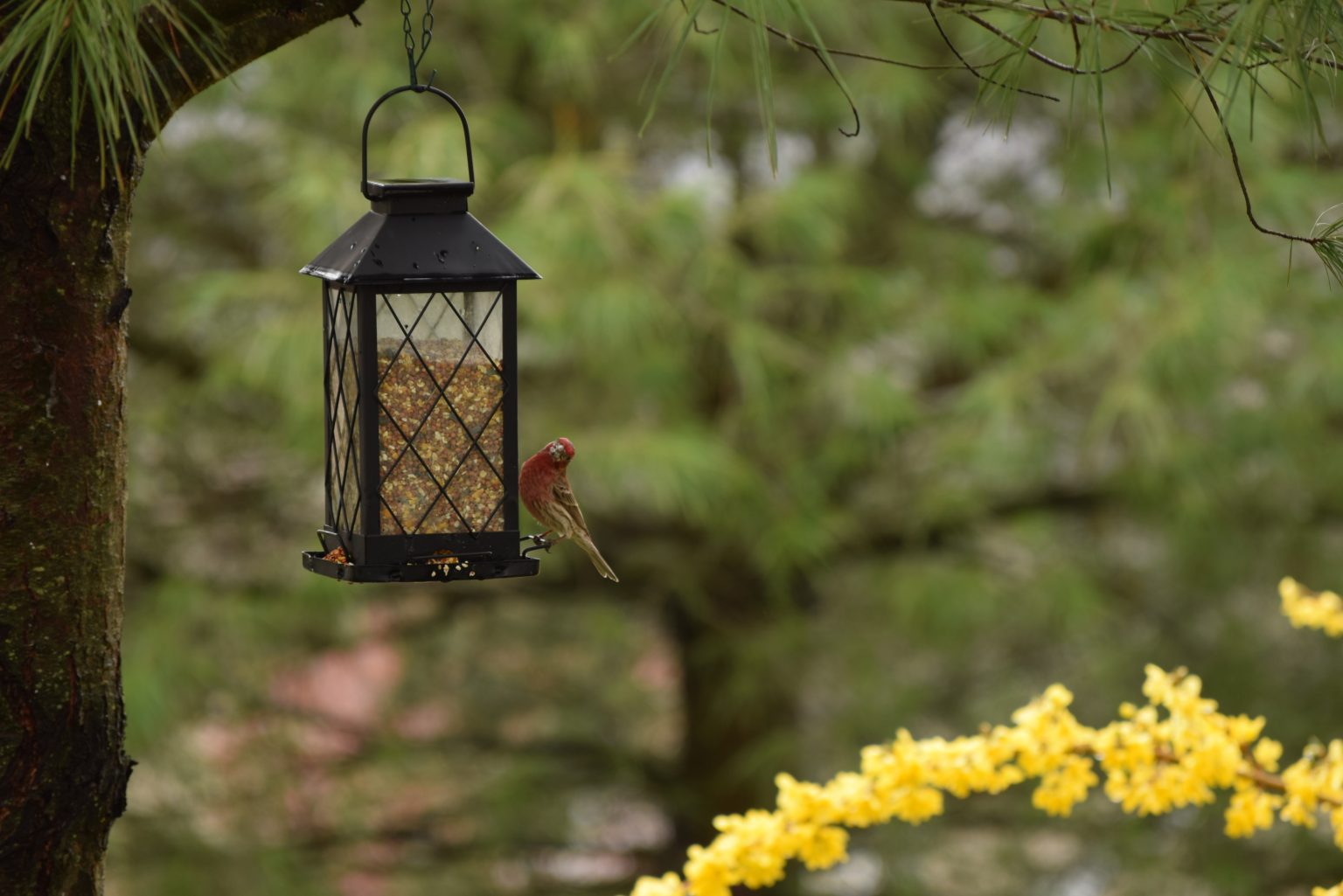 The BC Bird Trail - Look Up, Stay Grounded