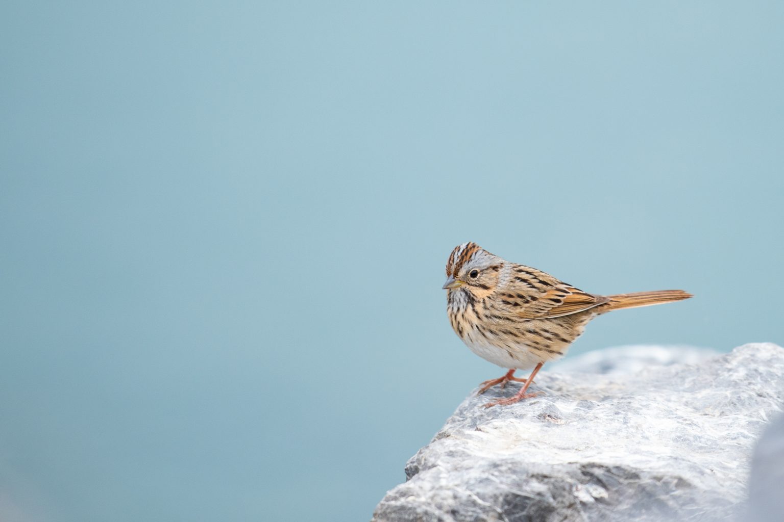 Birding 202: The Pacific Flyway - The BC Bird Trail