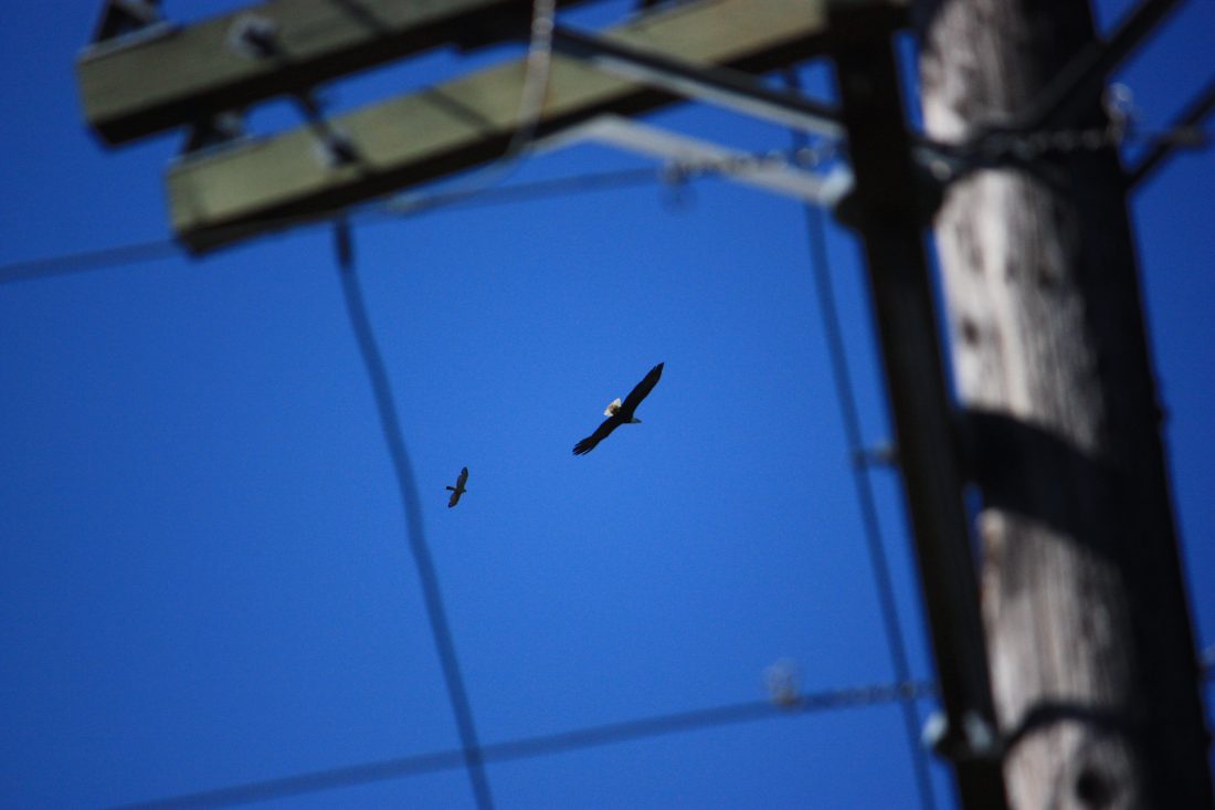 Birding 101 Archives - The BC Bird Trail