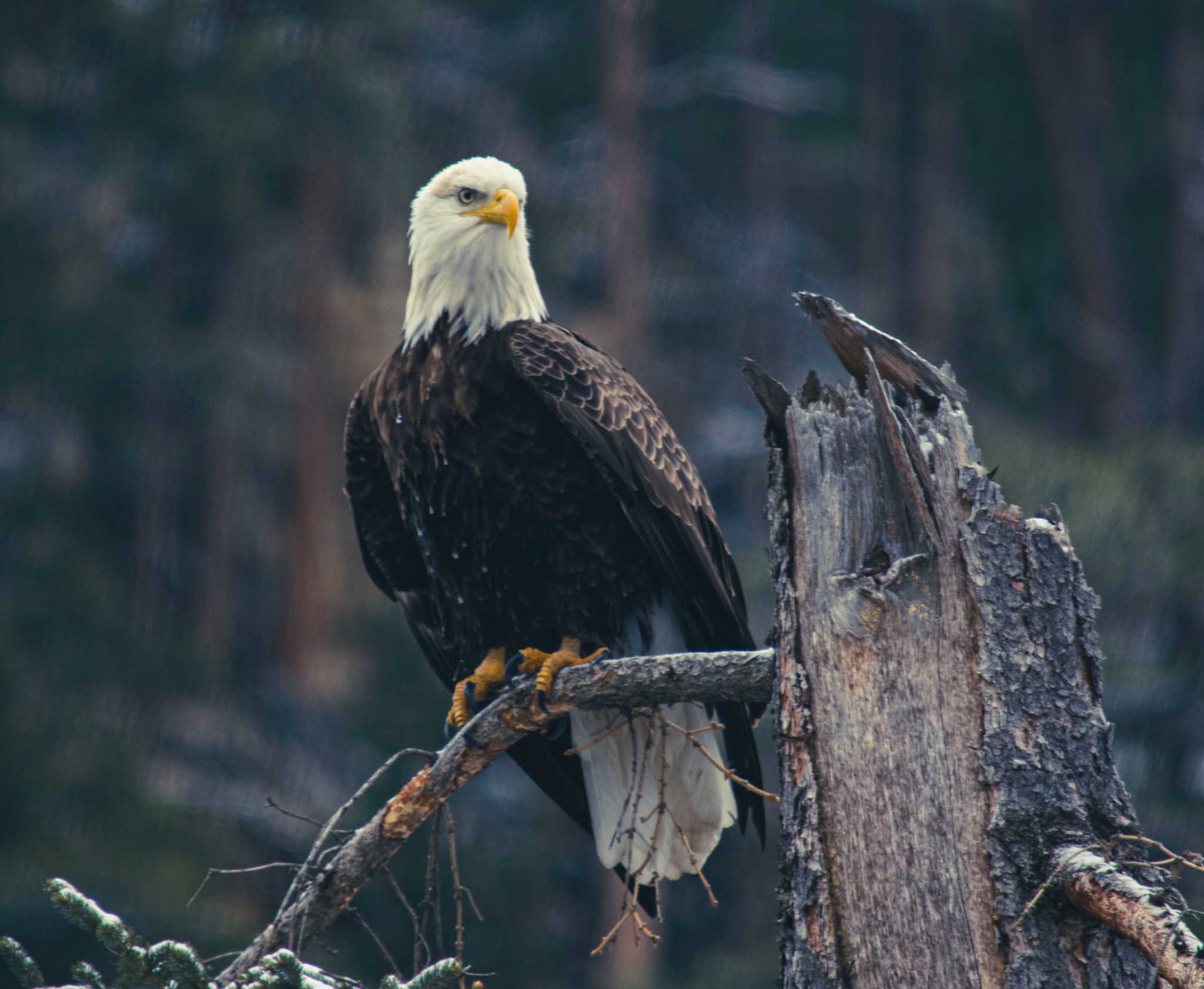 The BC Bird Trail - Look Up, Stay Grounded