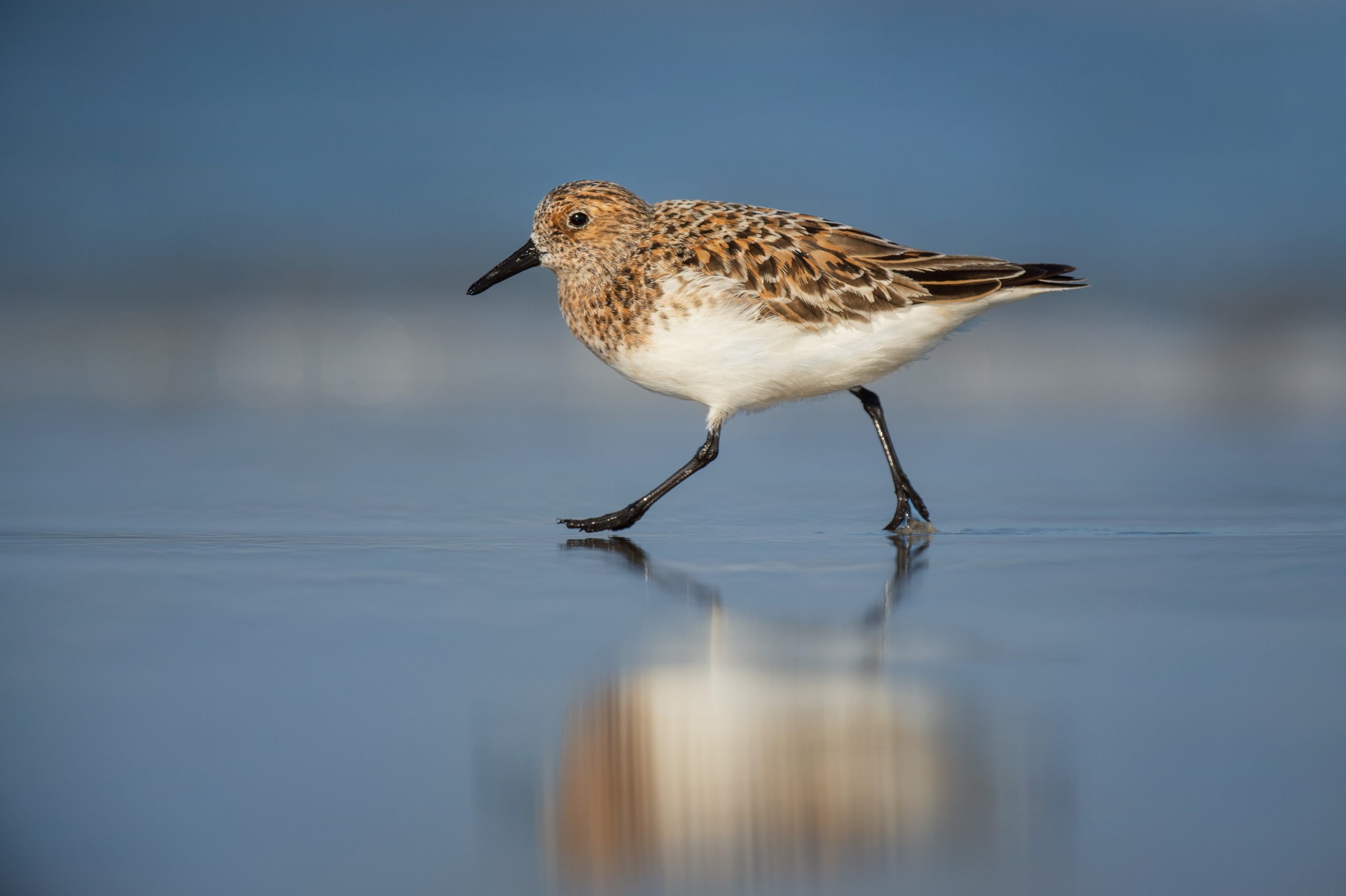 Birding 202: The Pacific Flyway - The BC Bird Trail