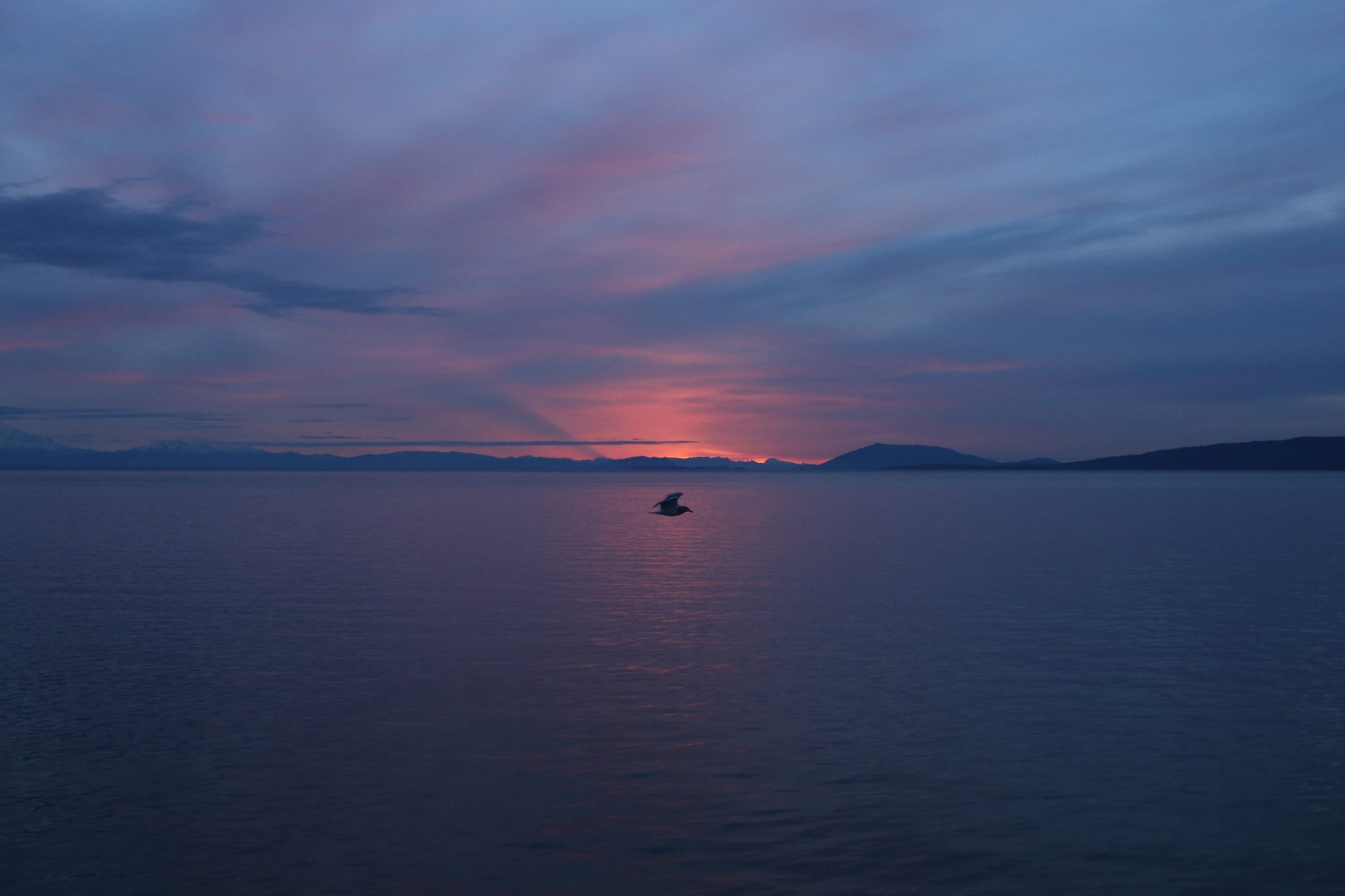 BC Birding in Spring - The BC Bird Trail