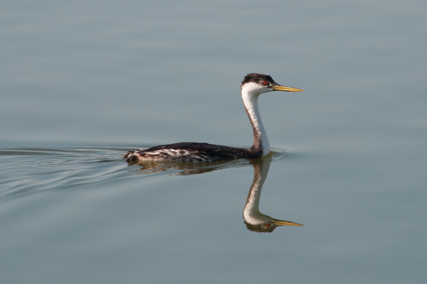 Easy Pelagic Birding (from the ferries) - The BC Bird Trail