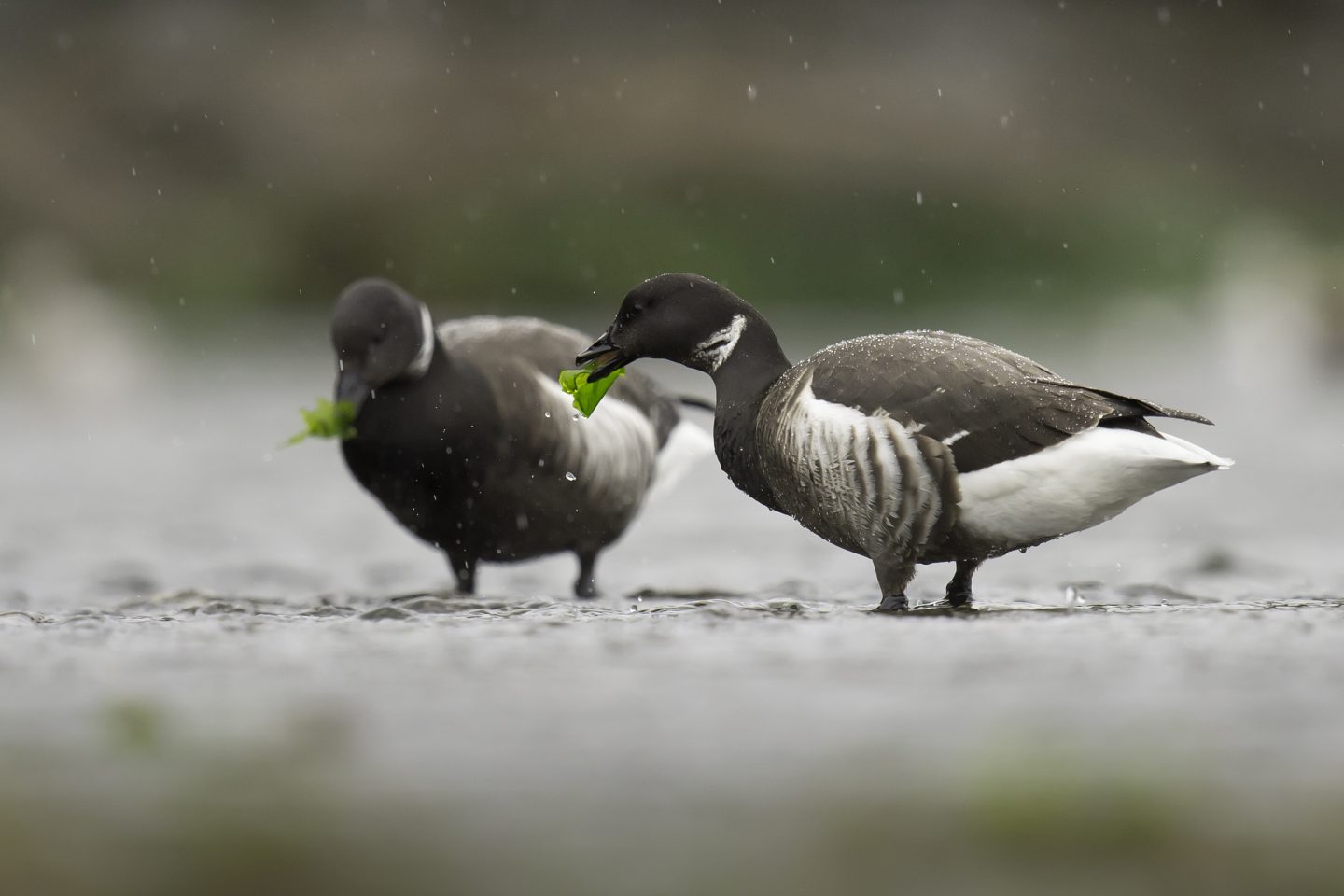 BC Birding in Spring - The BC Bird Trail