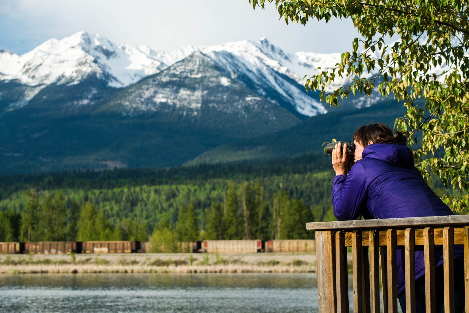 The BC Bird Trail - Look Up, Stay Grounded
