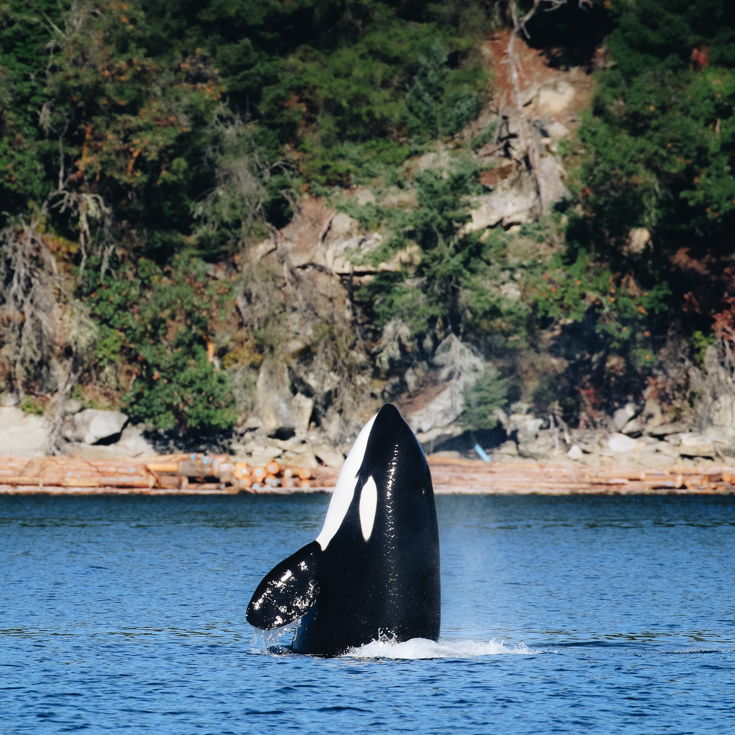 Vancouver Island Whale Watching - The BC Bird Trail