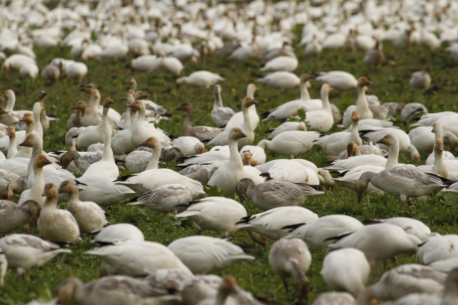 Birding 101: Identifying Birds By Sound - The BC Bird Trail