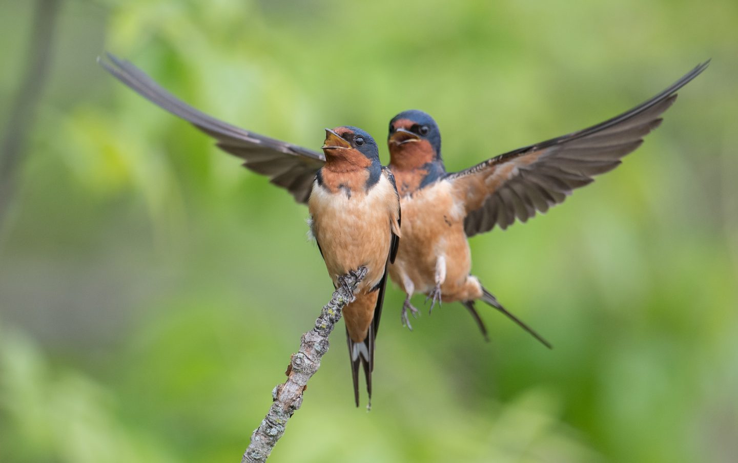 Exploring the Langford Bird Trail Outpost - The BC Bird Trail