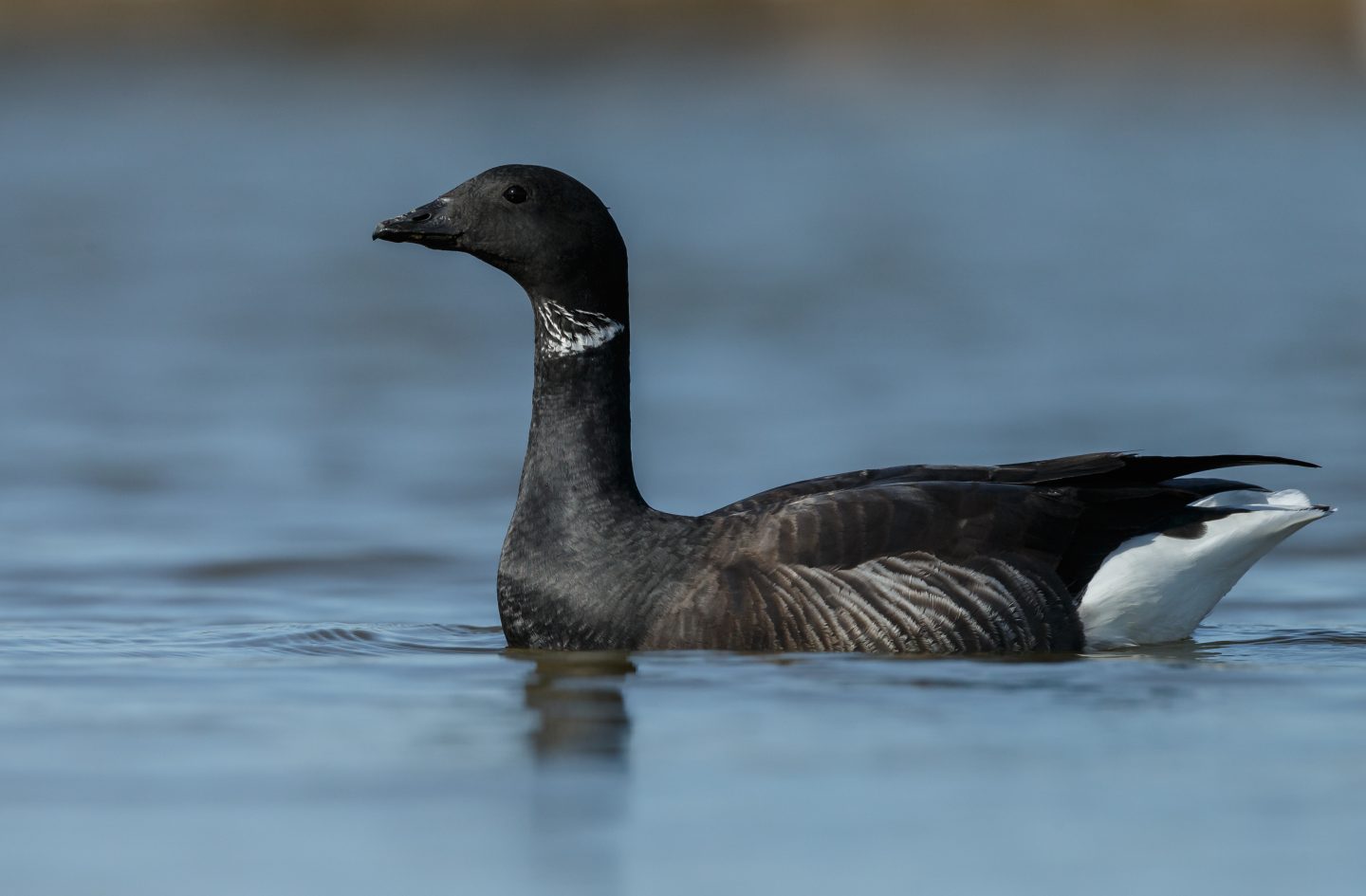 Event Preview: Brant Wildlife Festival - The BC Bird Trail