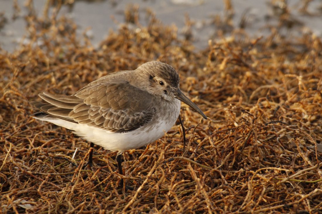 Winter Birding in BC - The BC Bird Trail