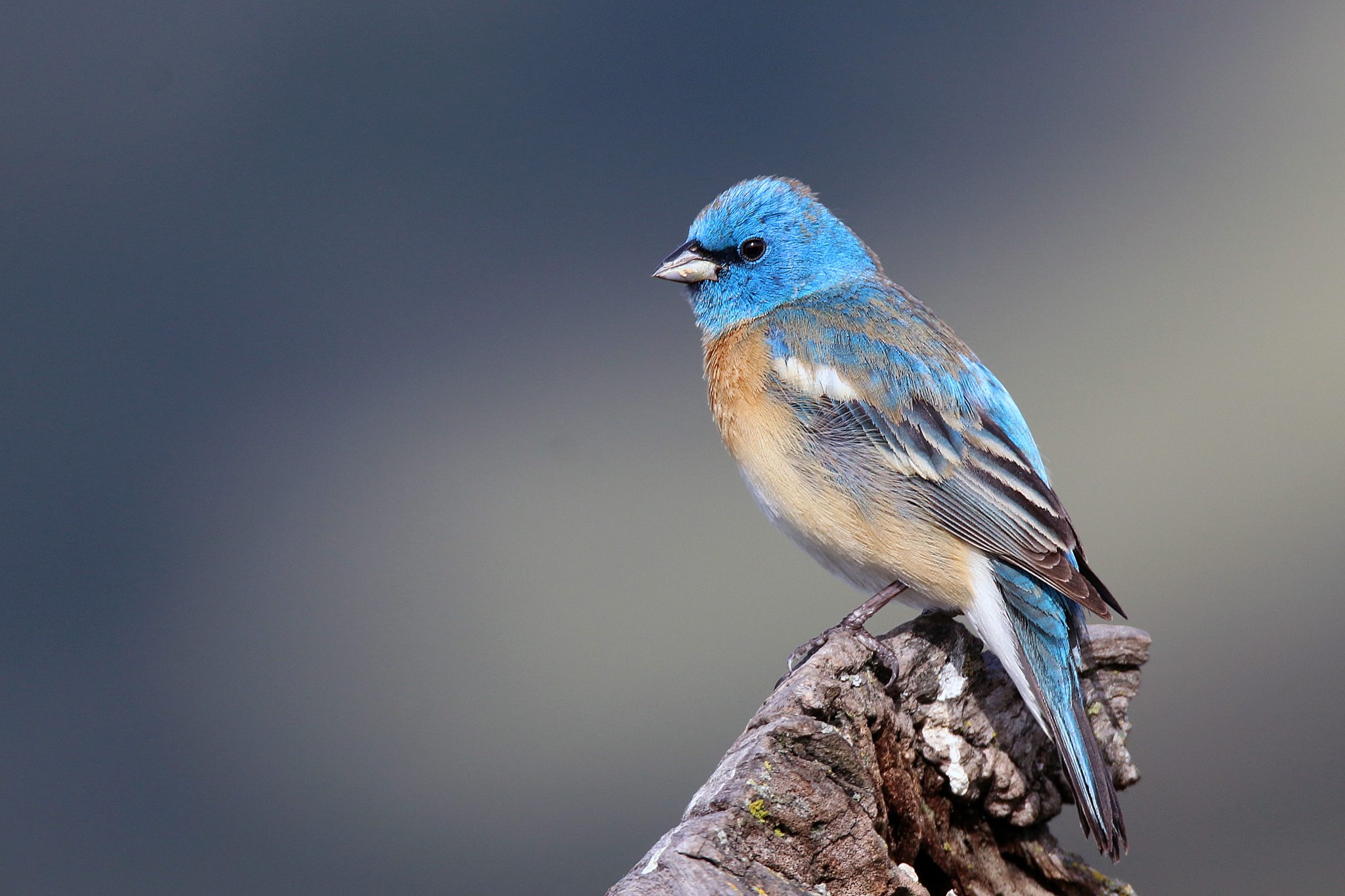 Field Notes - The BC Bird Trail - Look Up, Stay Grounded