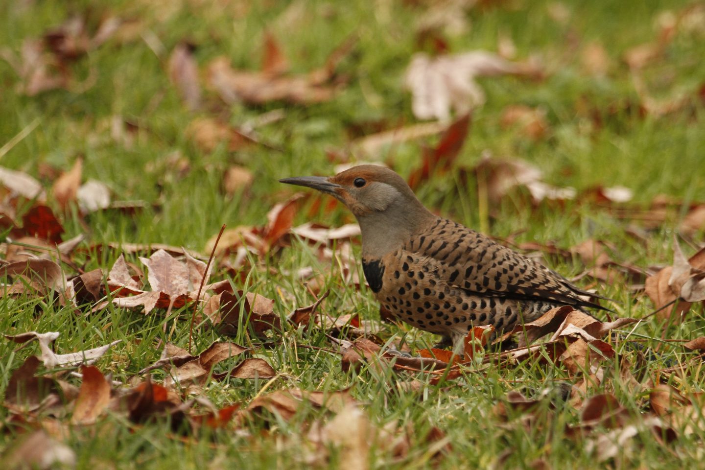 9 BC Birds to See This Fall - The BC Bird Trail