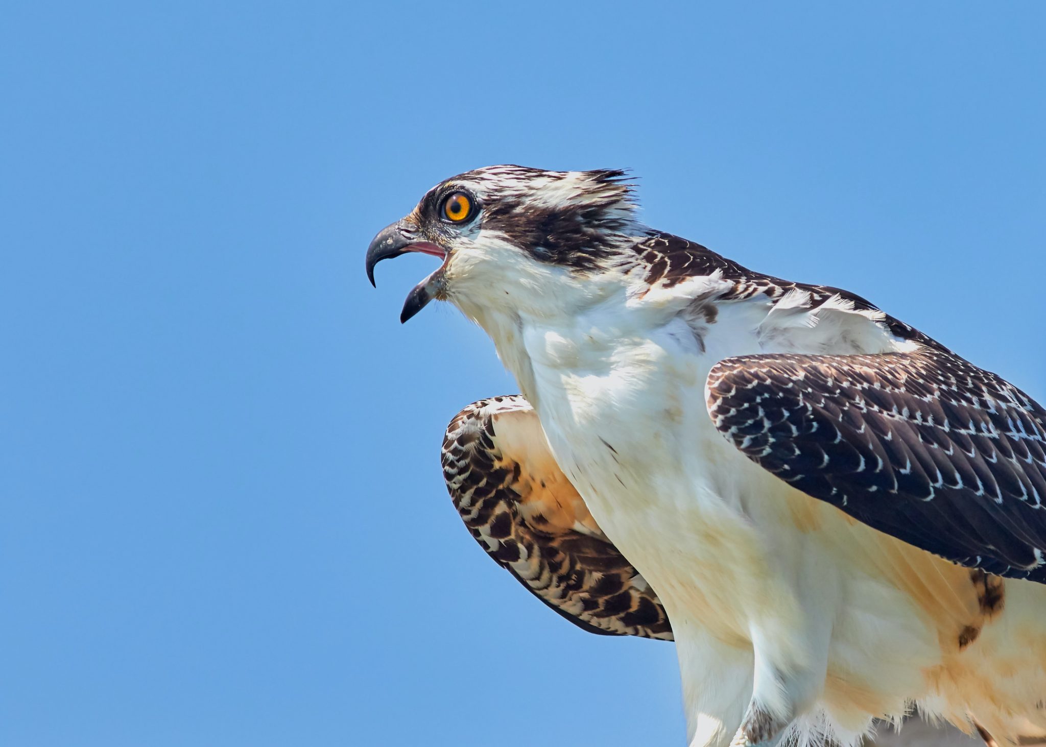 The BC Bird Trail - Look Up, Stay Grounded