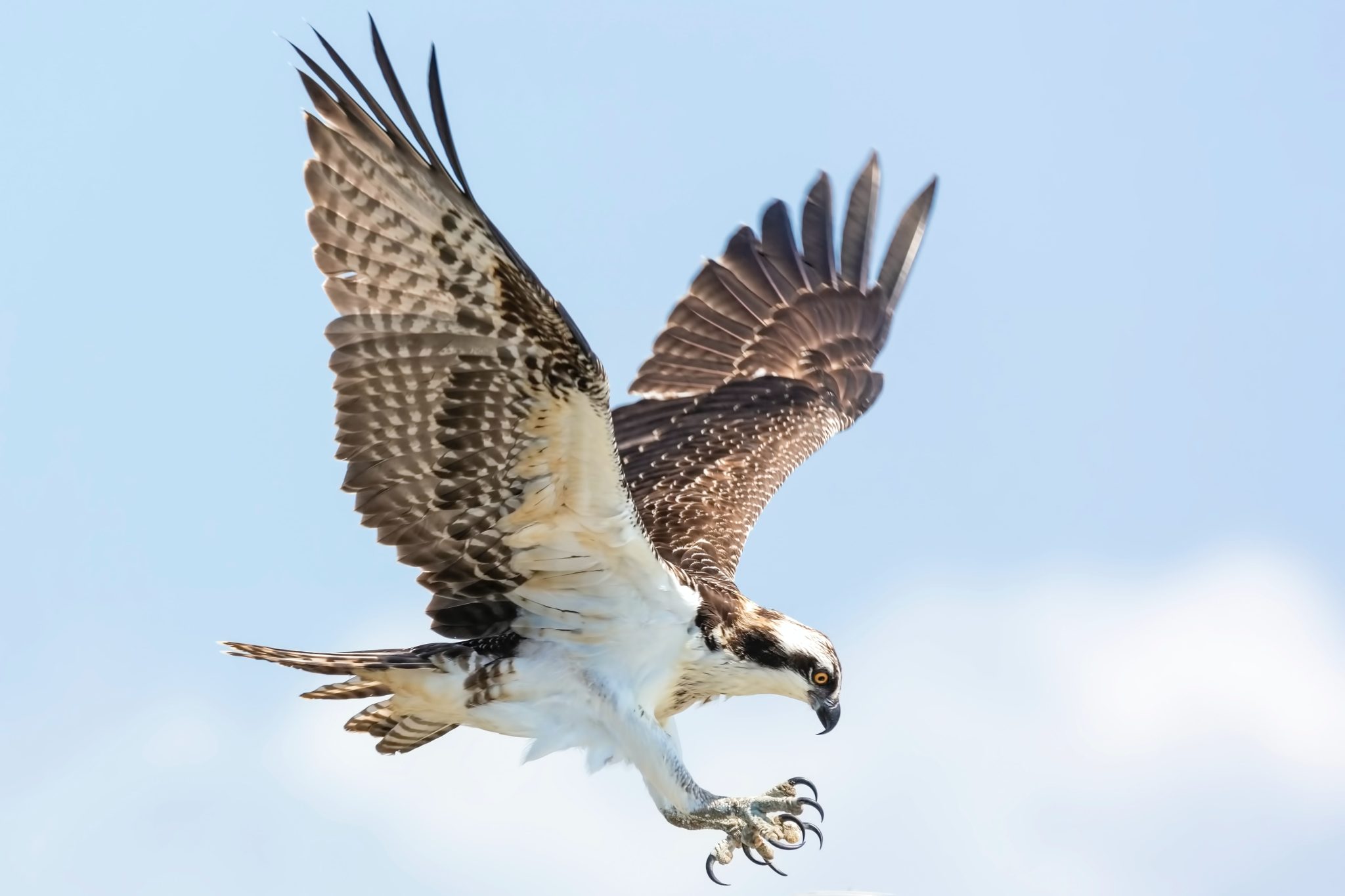 9 BC Birds to See This Summer - The BC Bird Trail
