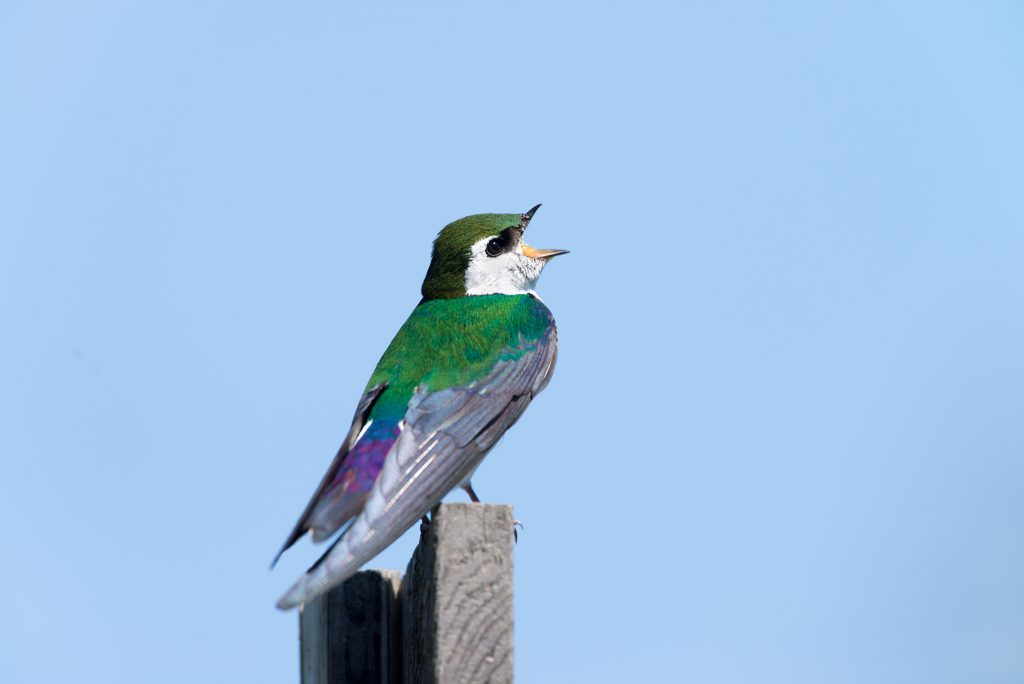 Birding 101: Identifying Birds by Sight - The BC Bird Trail