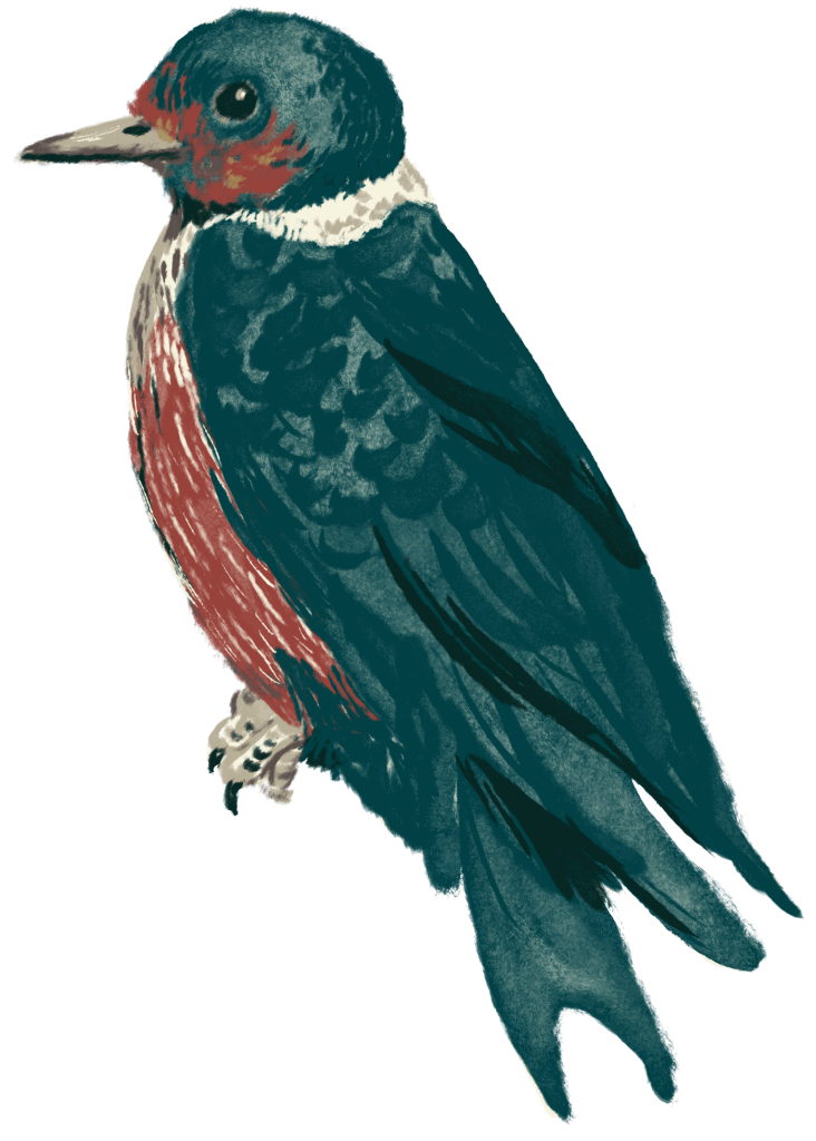Lewis’s Woodpecker - The BC Bird Trail