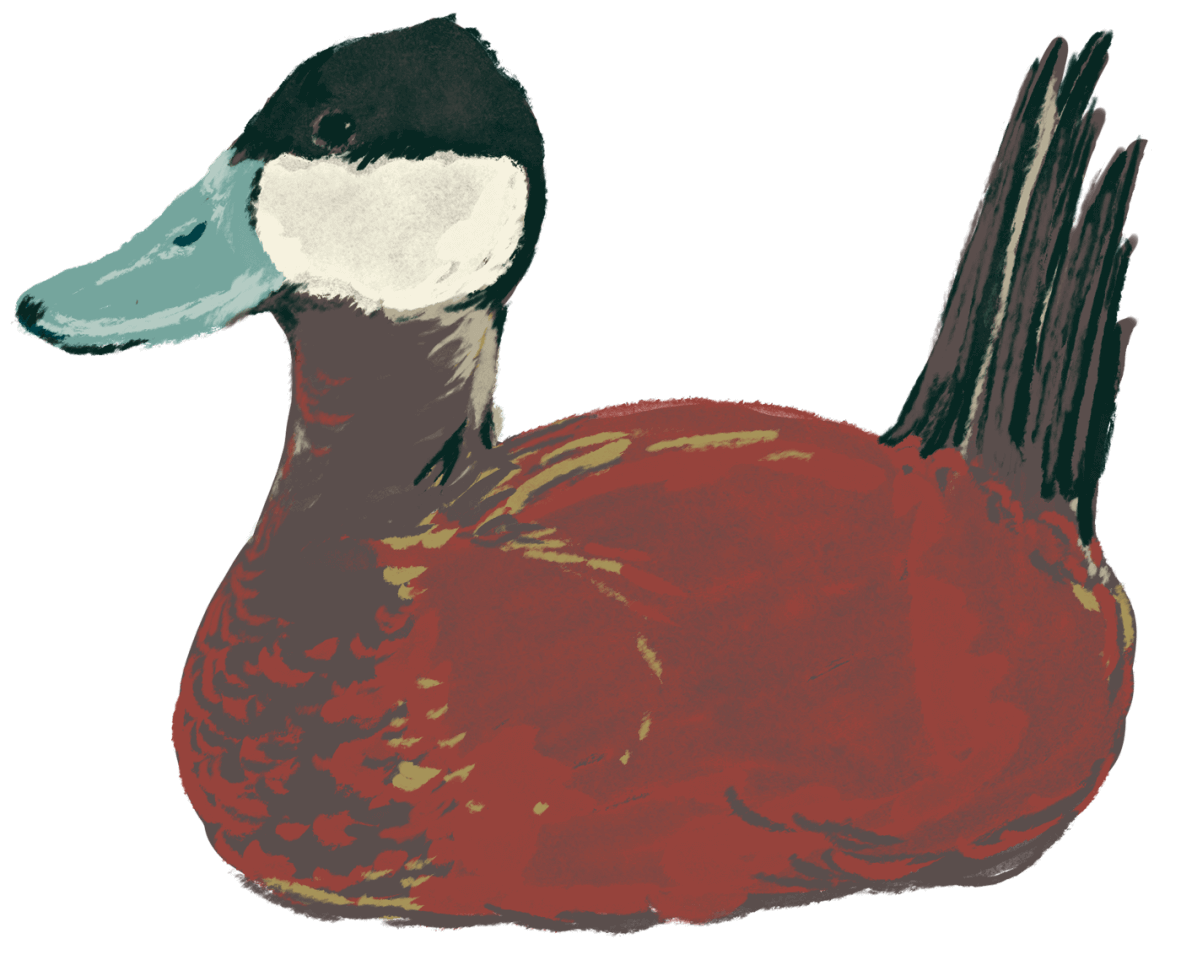 Ruddy Duck - The BC Bird Trail