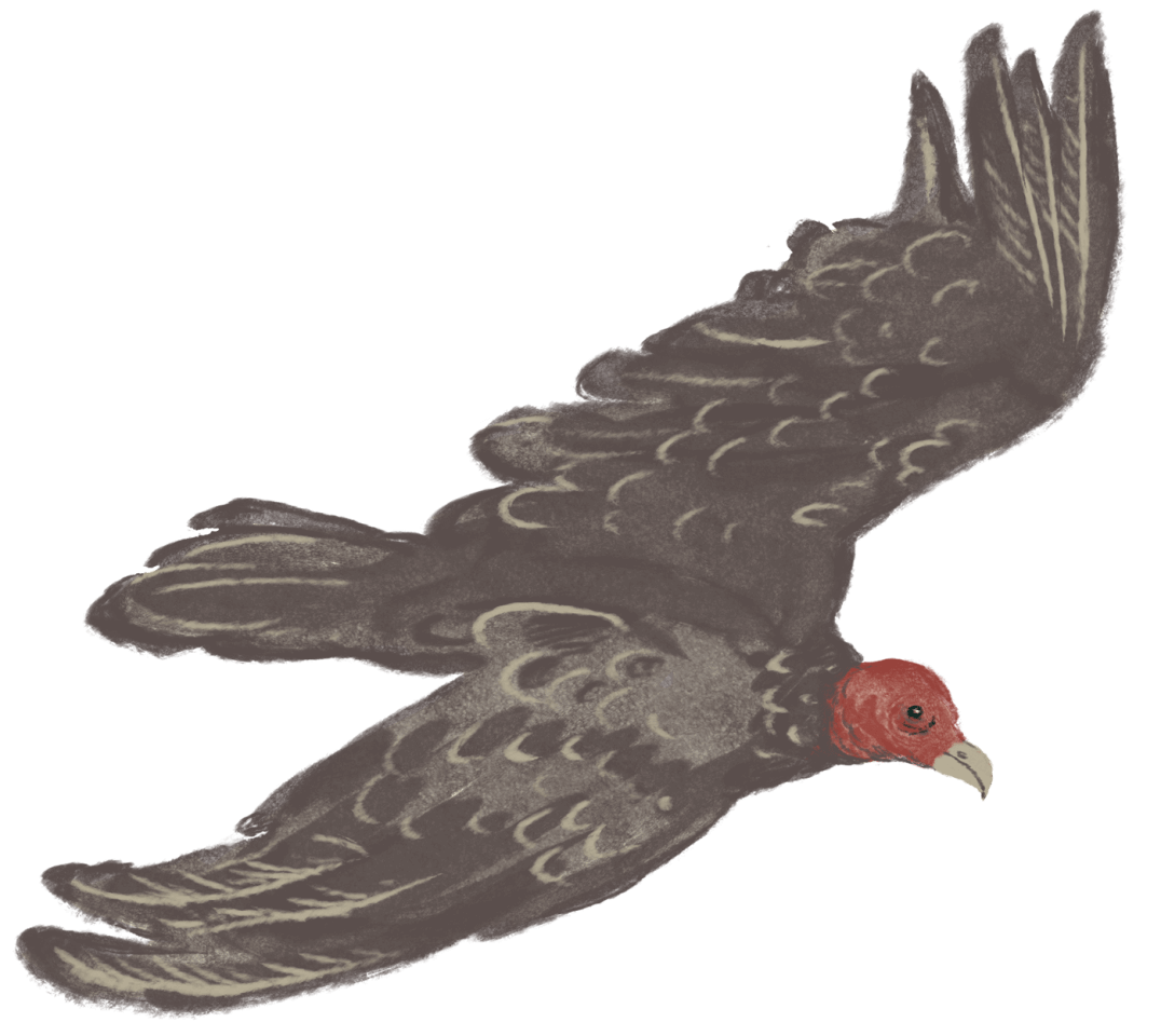 Turkey Vulture - The BC Bird Trail
