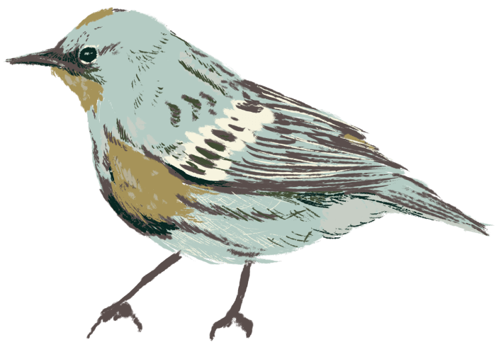 Yellow-rumped Warbler - The BC Bird Trail