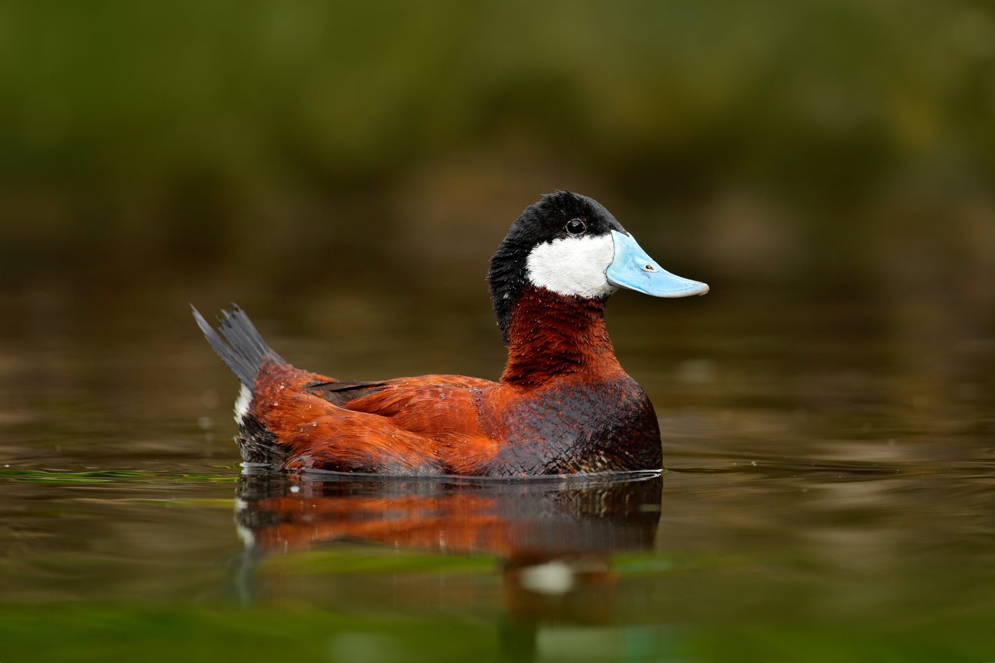 5 Reasons to Go Birdwatching in BC - The BC Bird Trail