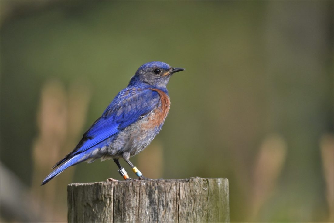 Summer Nature and Birding Activities For Kids - The BC Bird Trail