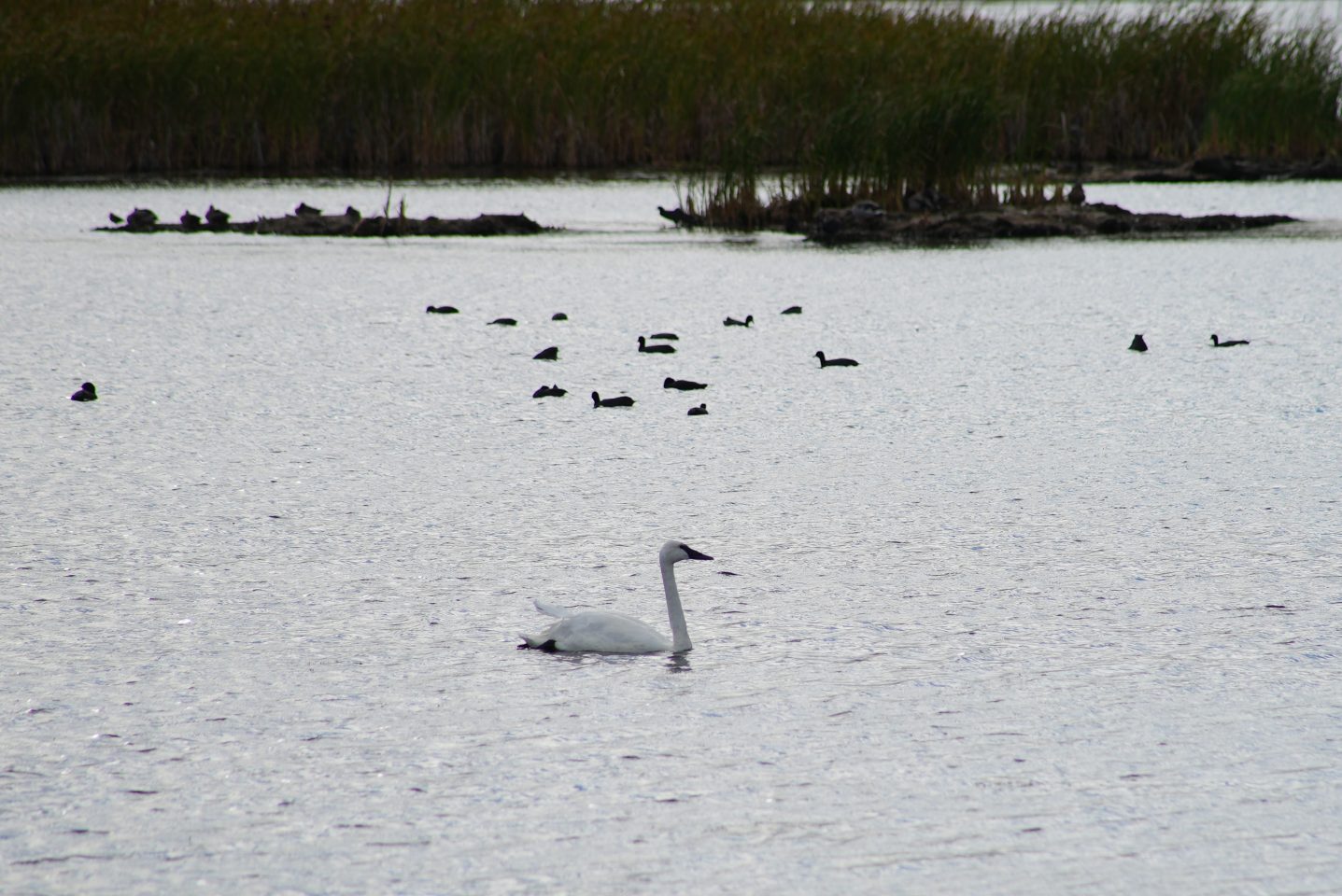 How To Do Your Own Big Year - The BC Bird Trail