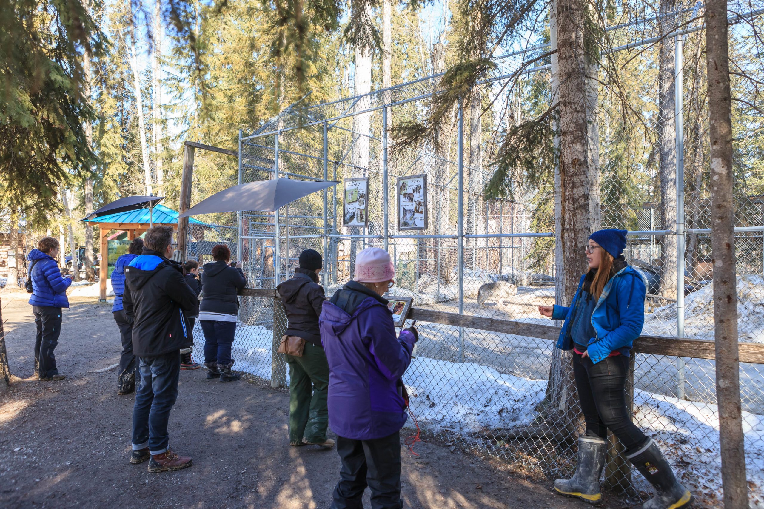 Northern Lights Wildlife Wolf Centre - The BC Bird Trail