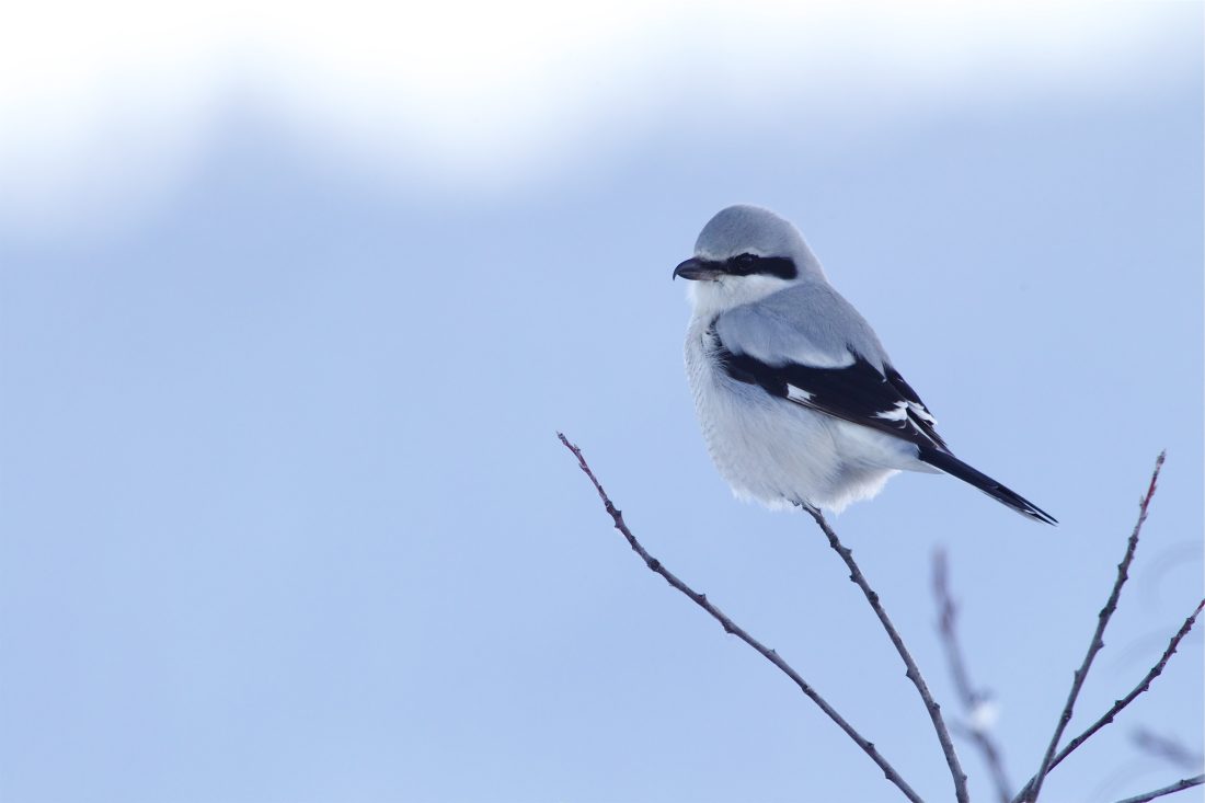 Winter Birding in BC - The BC Bird Trail