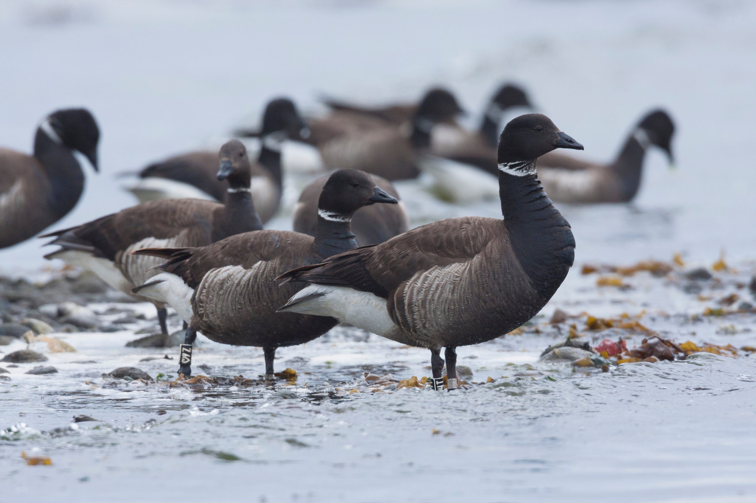 Event Preview: Brant Wildlife Festival - The BC Bird Trail