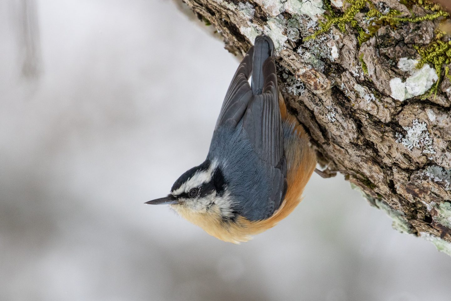 Birding by Season in BC - The BC Bird Trail