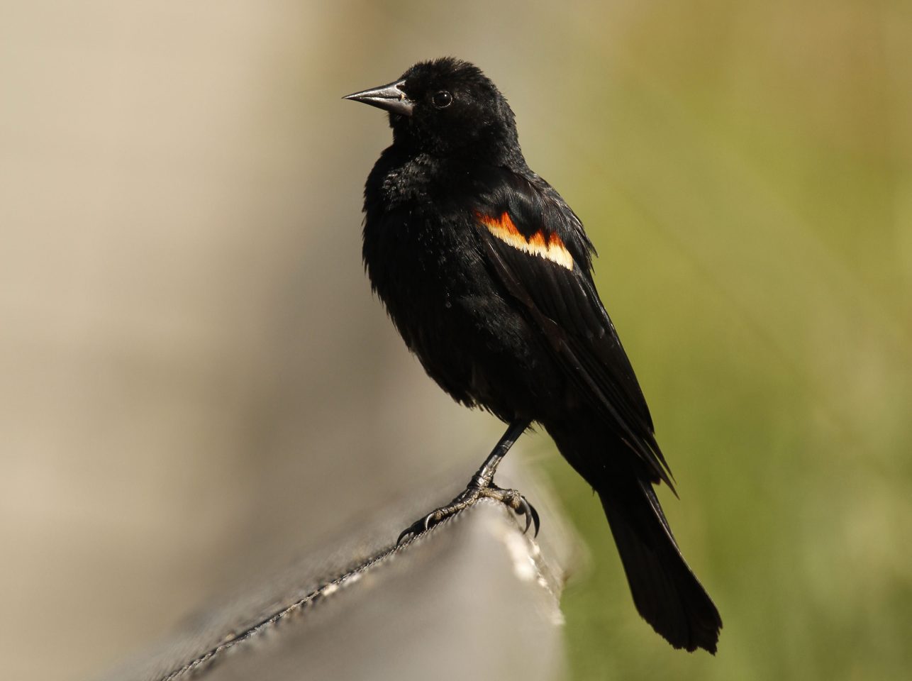 Birding 101: Identifying Birds by Sight - The BC Bird Trail