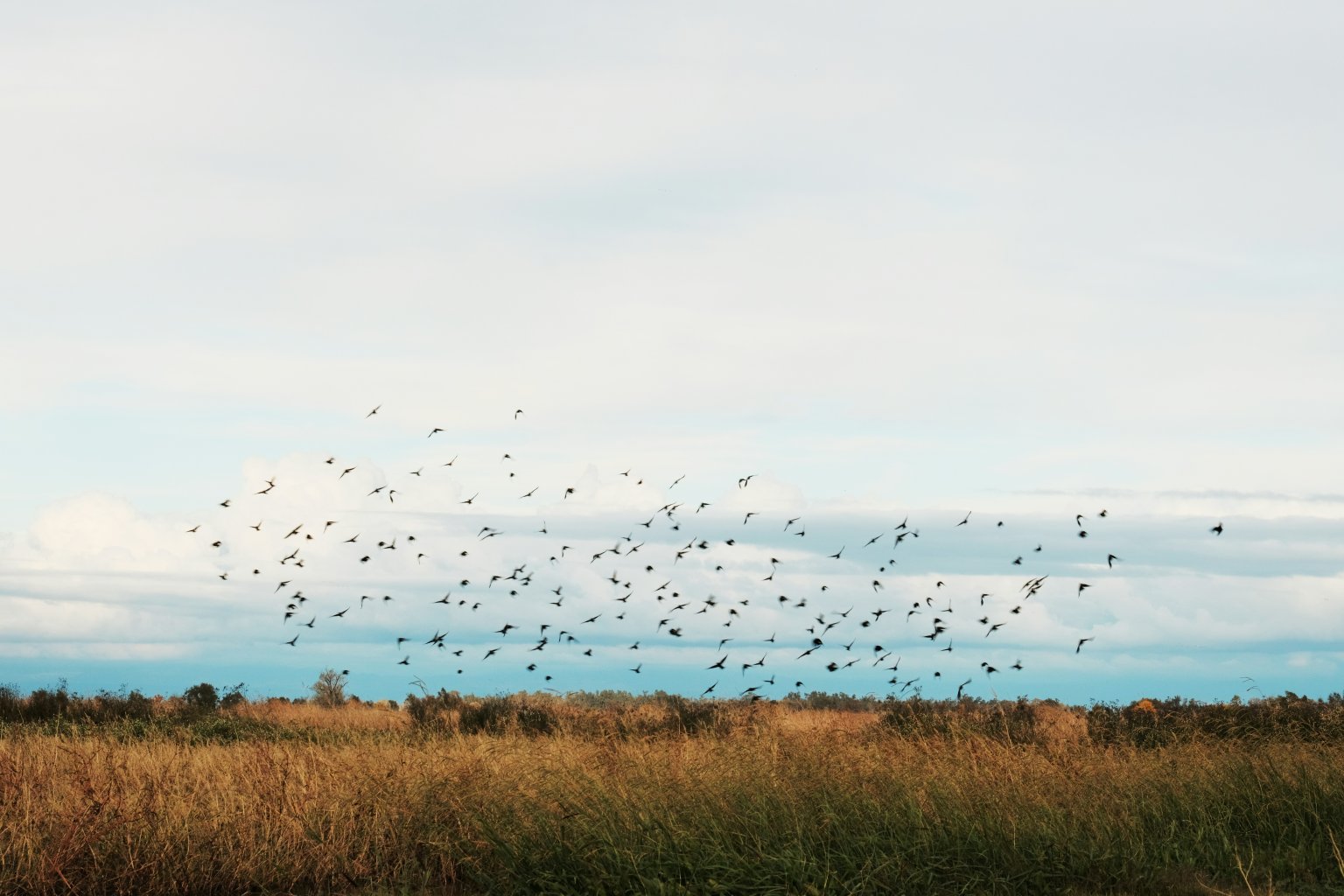 Birding 101: Counting Birds - The BC Bird Trail