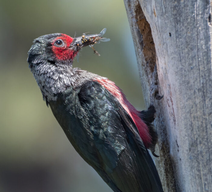 9 BC Birds to See This Summer - The BC Bird Trail
