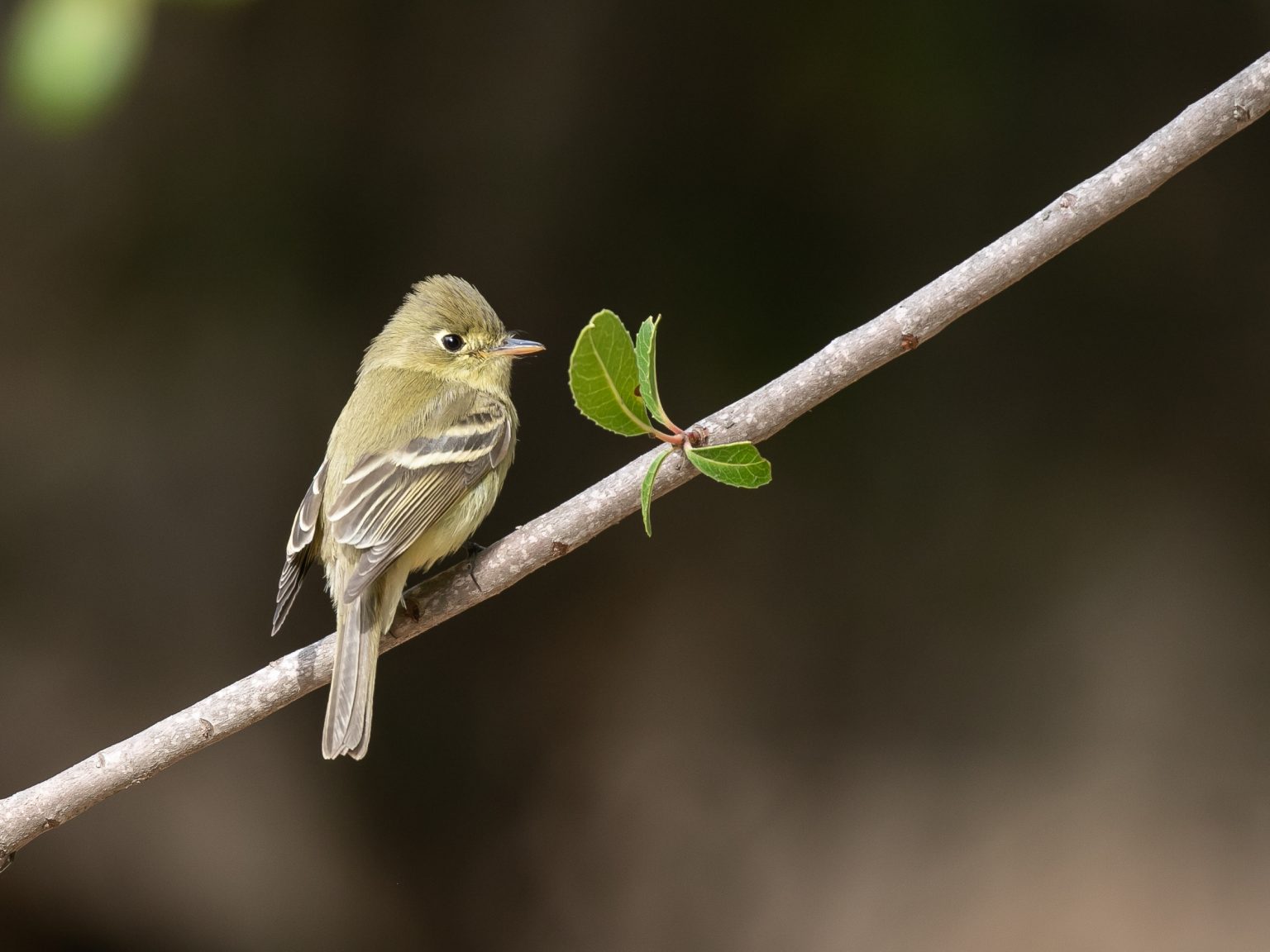 9 BC Birds to See This Summer - The BC Bird Trail