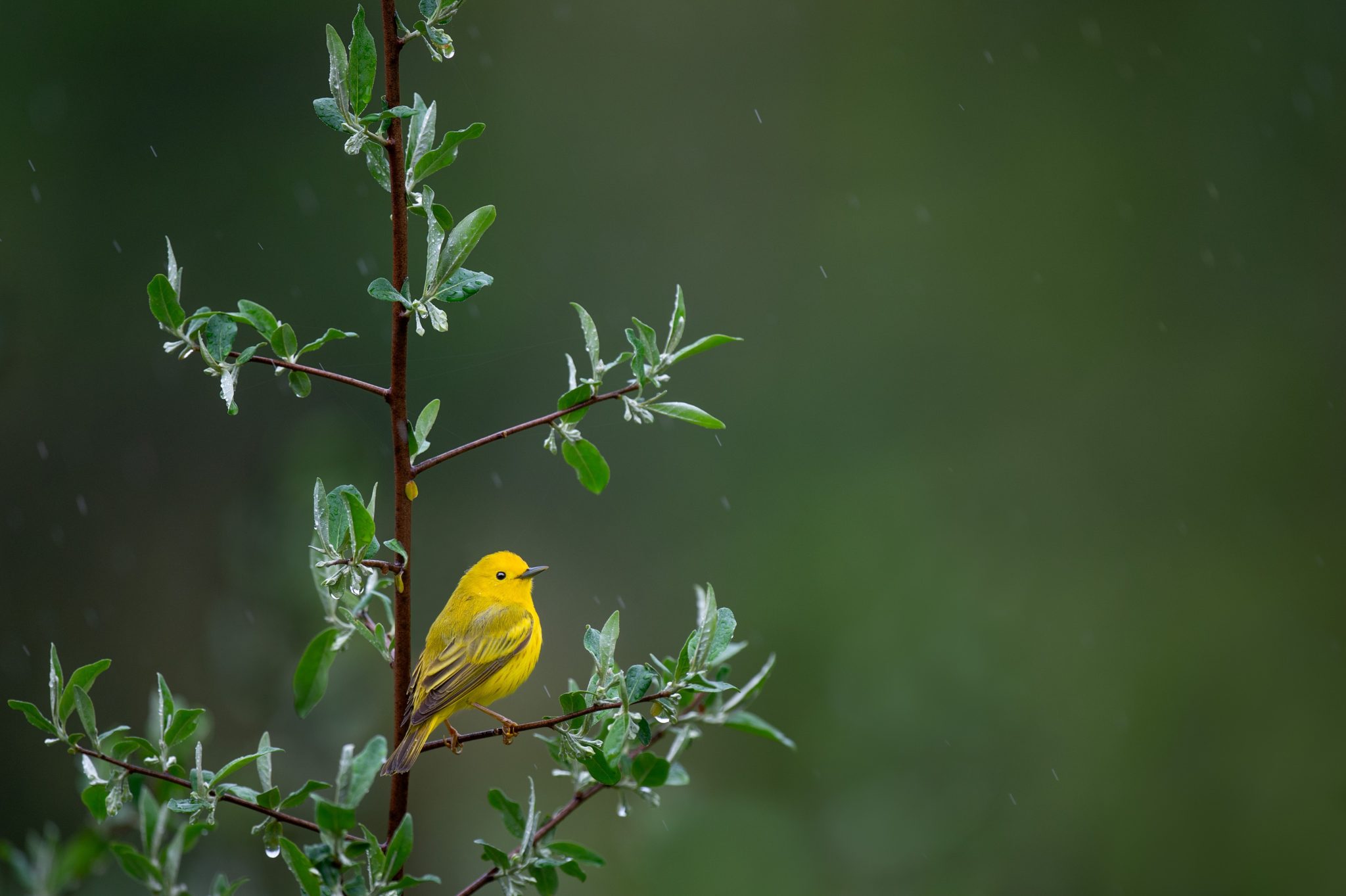 Birding by Season in BC - The BC Bird Trail