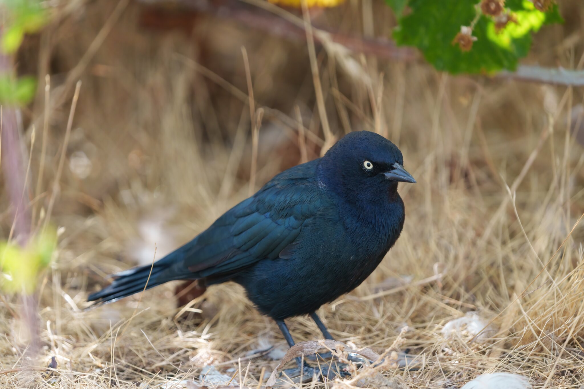 BC Birding in Fall - The BC Bird Trail