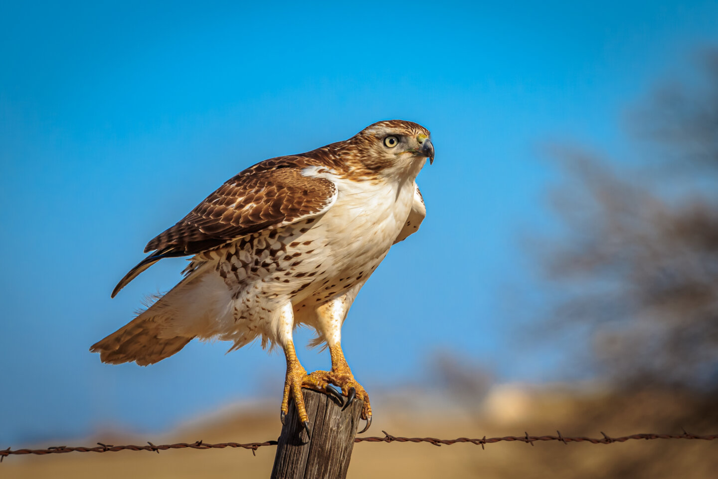 9 BC Birds to See This Fall - The BC Bird Trail