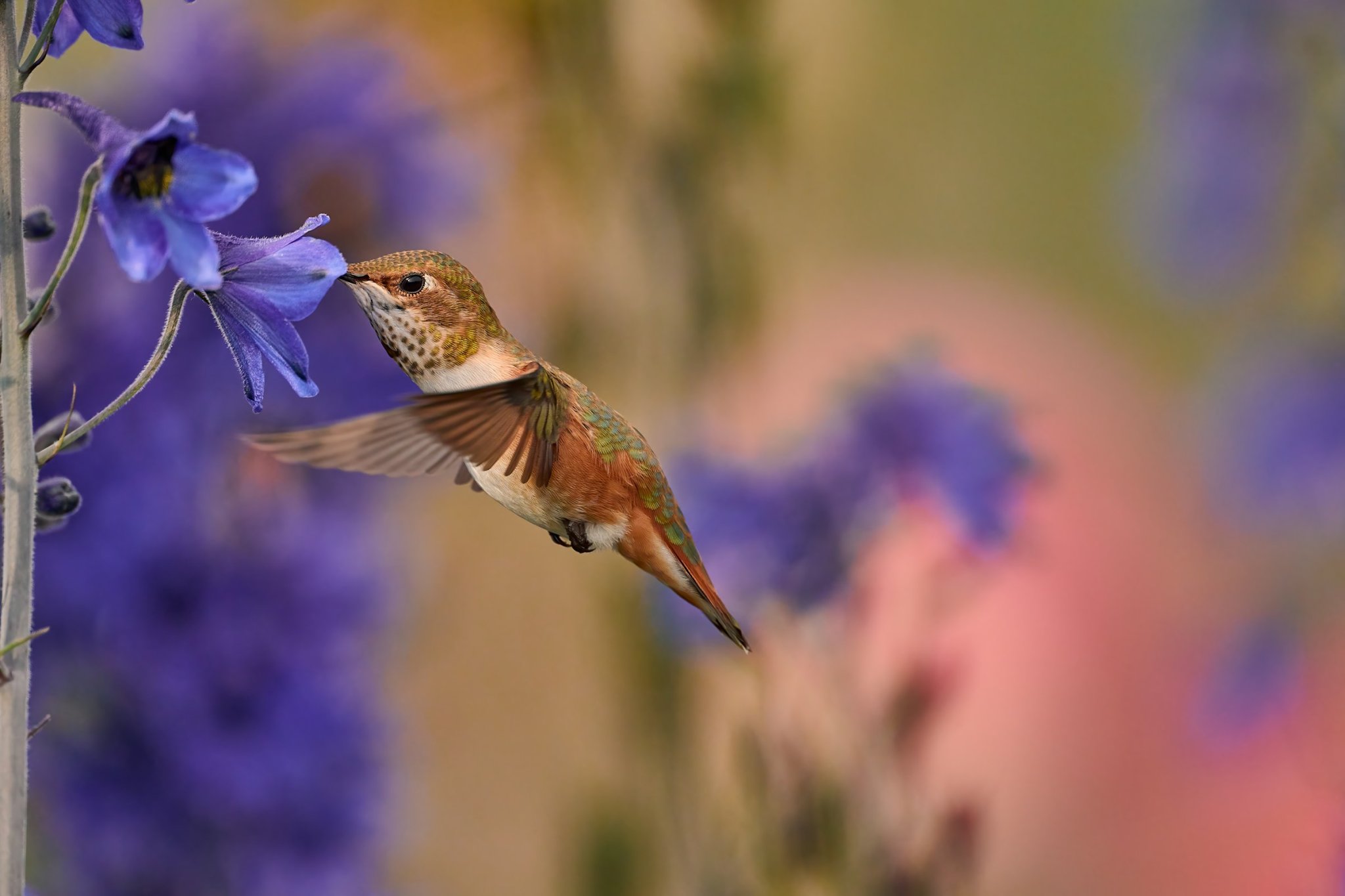Field Notes - The BC Bird Trail - Look Up, Stay Grounded