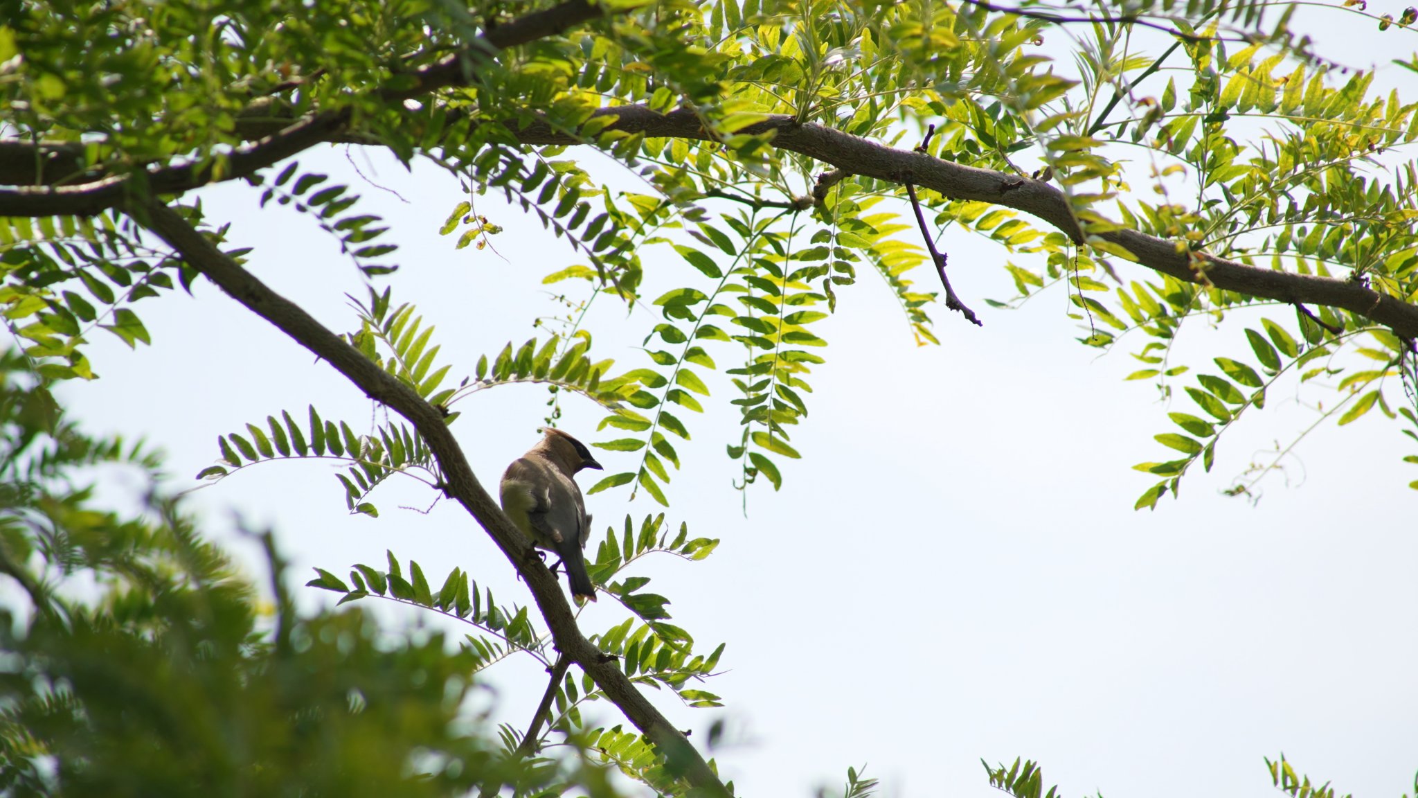 Share your birding memories… AND WIN with BCBT and Tourism Prince ...