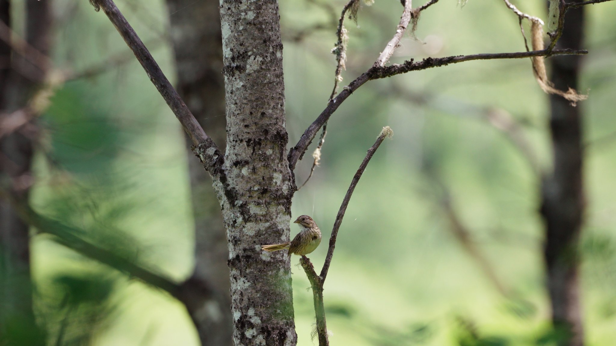 Prince George - The BC Bird Trail