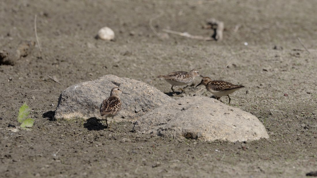 Birding 101: Birding Glossary - The BC Bird Trail